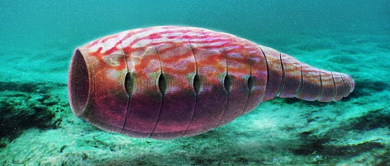 Strange sea animals from the Cambrian Period - Andy Lickley