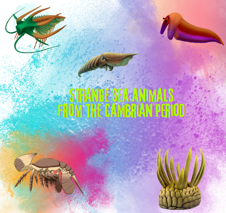 Strange sea animals from the Cambrian Period - Andy Lickley
